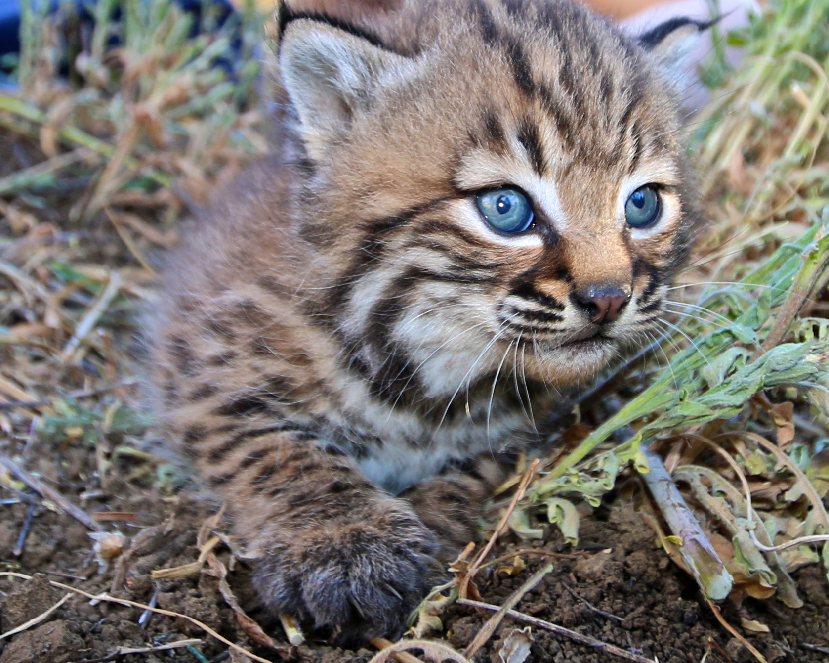 Baby Bobcat Kitten Image Free Stock Photo Public Domain Photo CC0 Baby Bobcat Kitten Image Free Stock Photo Public Domain Photo CC0