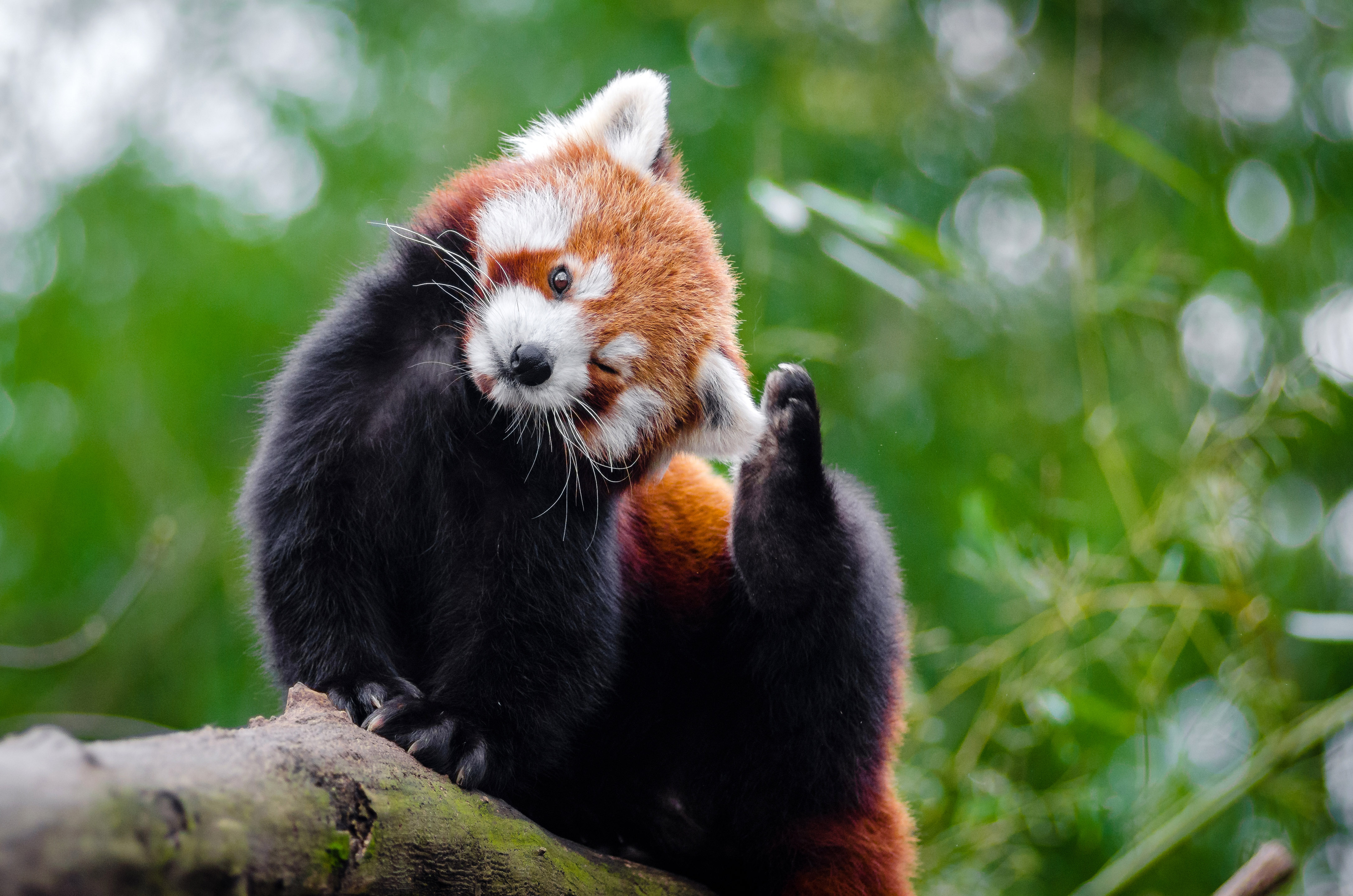 Cute Red Panda Ailurus Fulgens In A Tree Image Free Stock Photo Cute Red Panda Ailurus Fulgens In A Tree Image Free Stock Photo