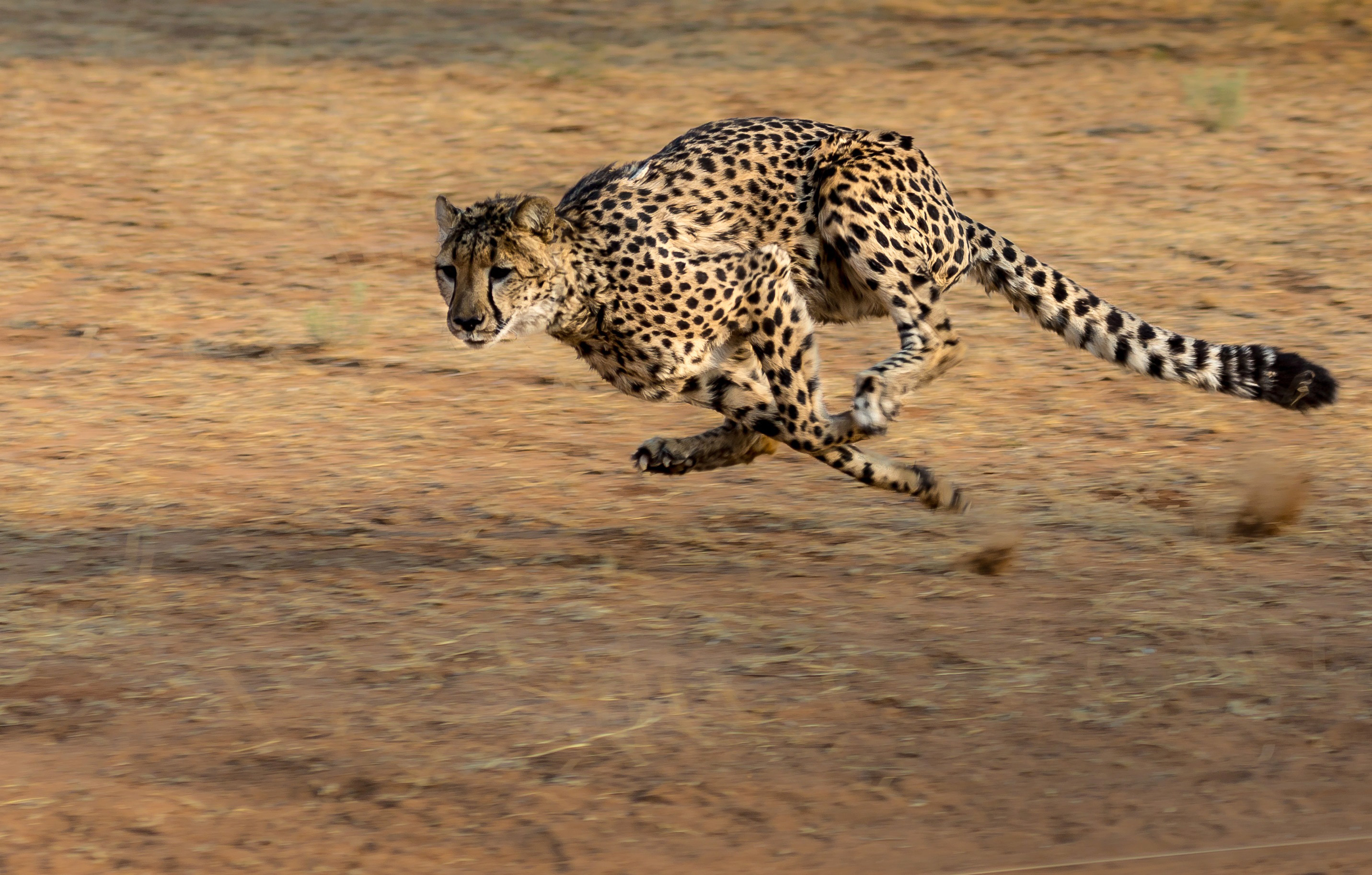 Running Cheetah On The African Plains Image Free Stock Photo Public