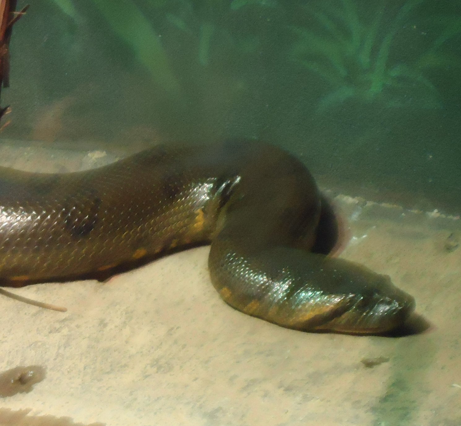 Green Anaconda Image Free Stock Photo Public Domain Photo CC0 Images