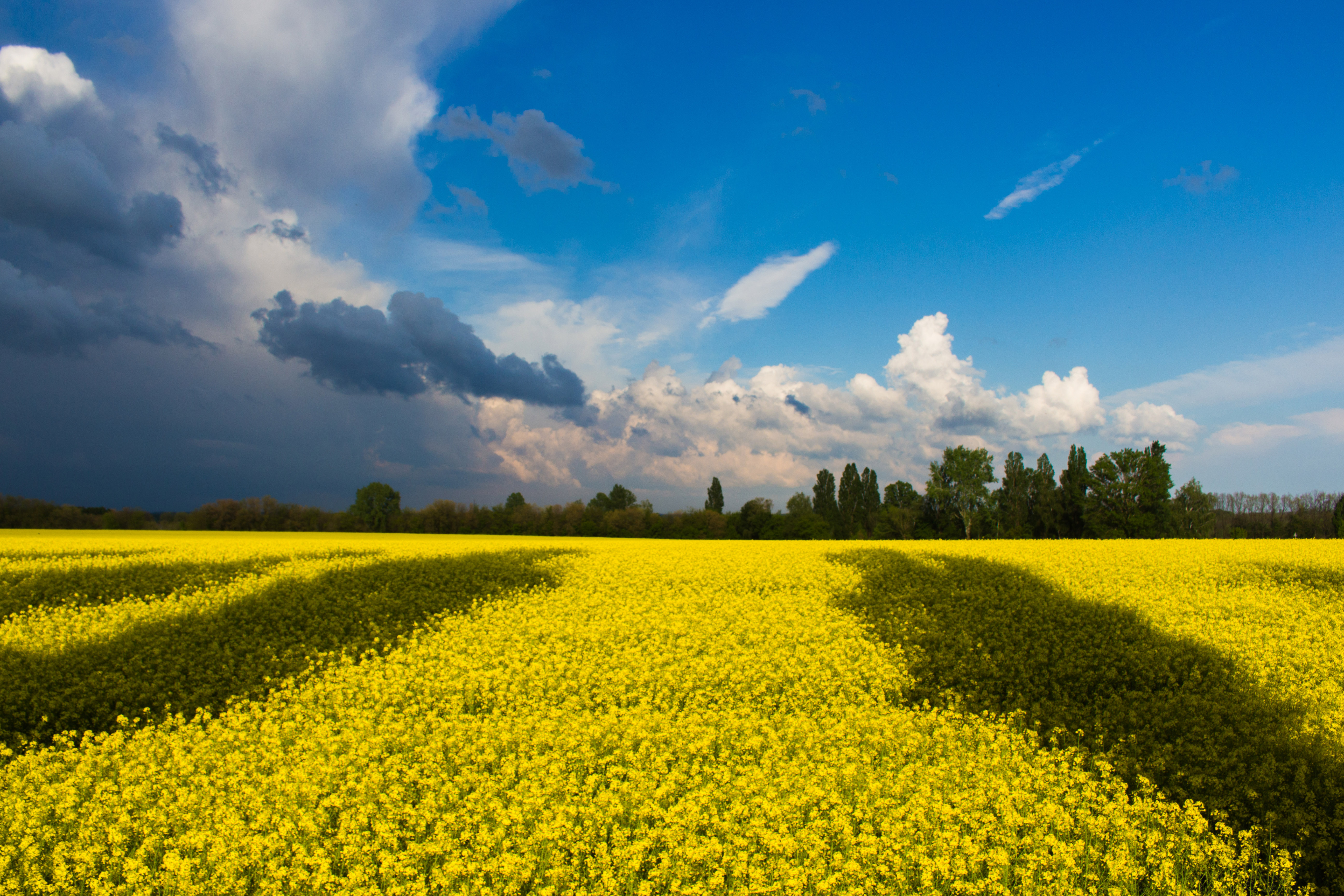 Yellow Flower Fields In Ukraine Image Free Stock Photo Public Yellow Flower Fields In Ukraine Image Free Stock Photo Public