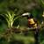 Collared Aracari Toucan - Pteroglossus torquatus image - Free stock ...
