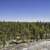 Pine trees below the rock under blue skies on the Ingraham Trail image ...