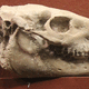Brontops Skull image - Free stock photo - Public Domain photo - CC0 Images