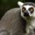 Lemur monkey, common in Madagascar image - Free stock photo - Public ...