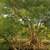 Manchineel Tree image - Free stock photo - Public Domain photo - CC0 Images