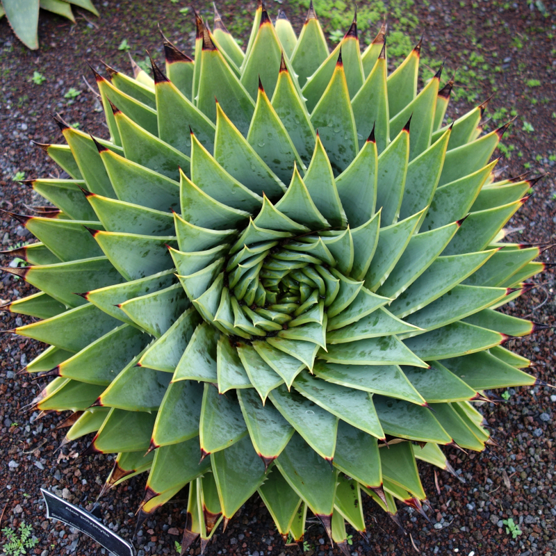 Phyllotaxis Plant Spiral Image Free Stock Photo Public Domain Photo Phyllotaxis Plant Spiral Image Free Stock Photo Public Domain Photo