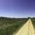 Panorama of grassland and trees on the Military Ridge State Trail ...