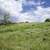Grass and Purple Flowers at Goose Lake State Wildlife Area image - Free ...